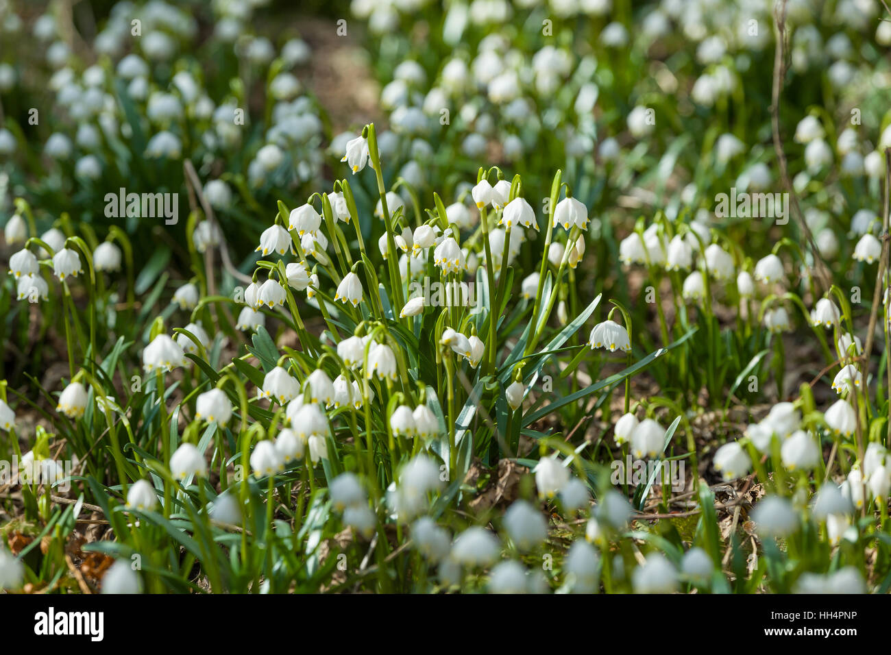 field of beautiful white early spring snowflake flowers (leucojum ...