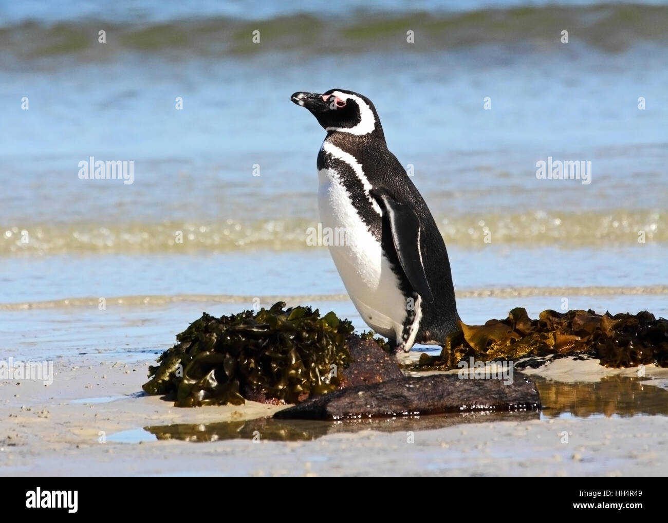 Penguin eye hi-res stock photography and images - Alamy
