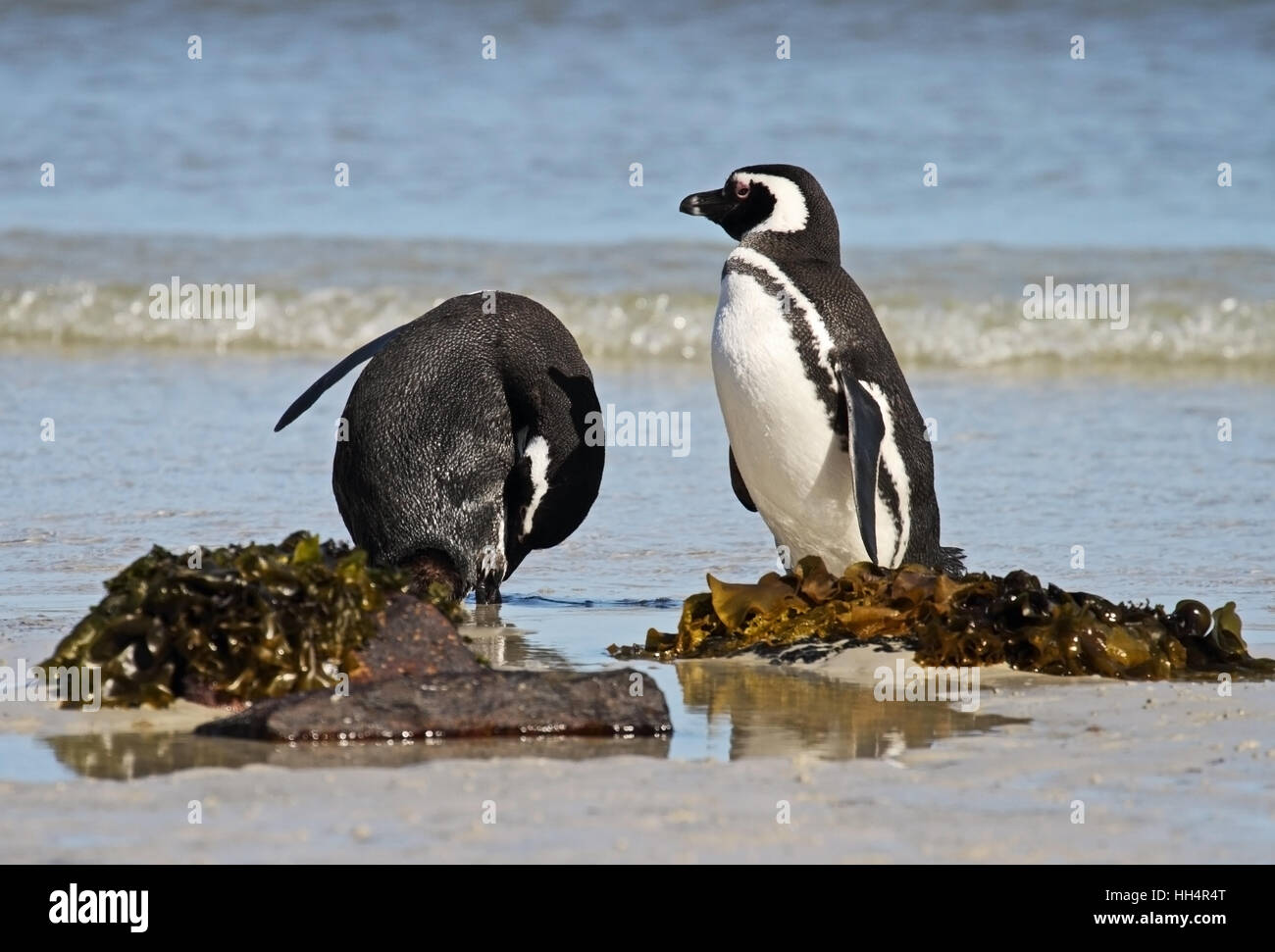 Penguins waves hi-res stock photography and images - Alamy