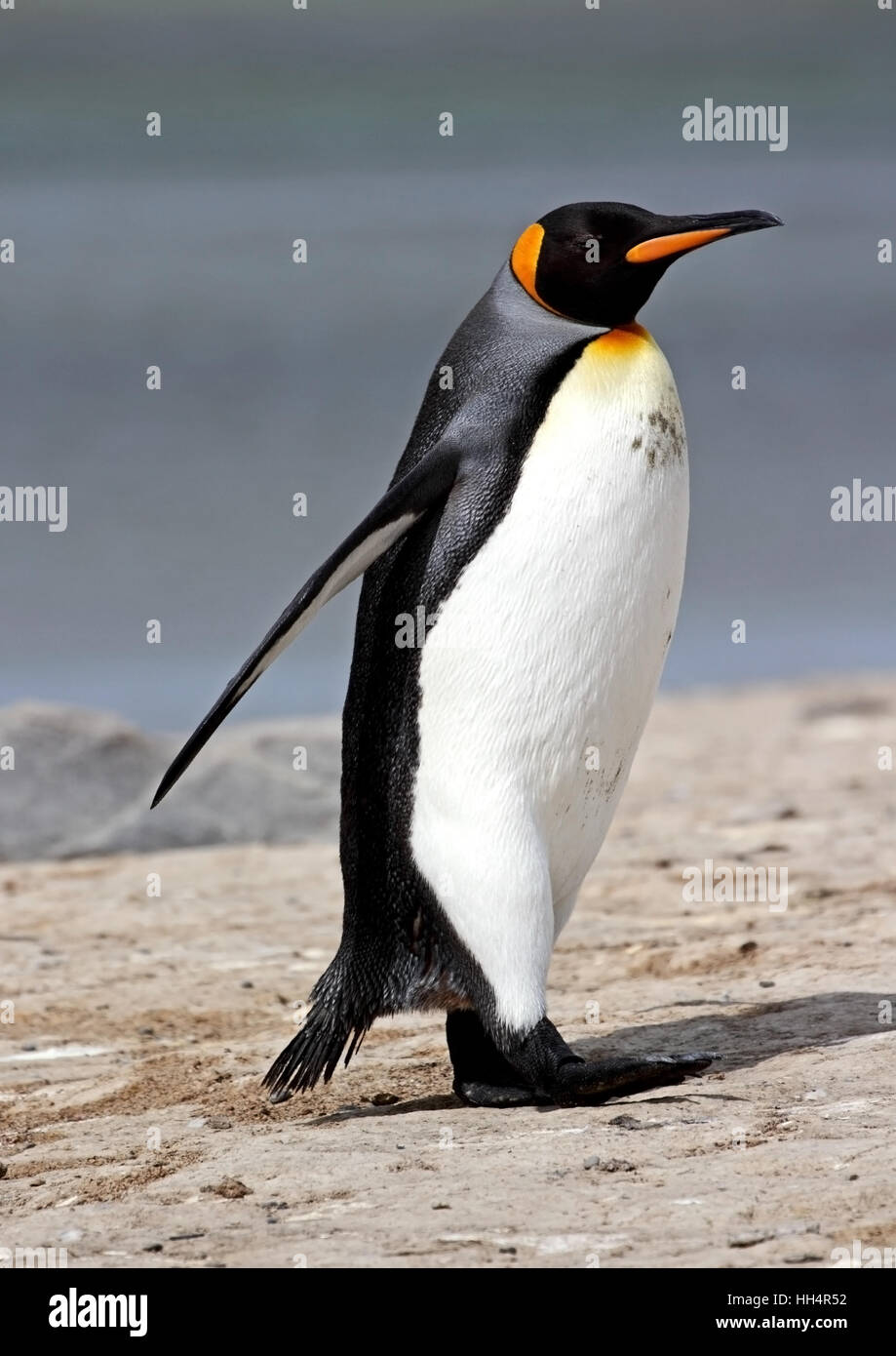 Penguin eye hi-res stock photography and images - Alamy
