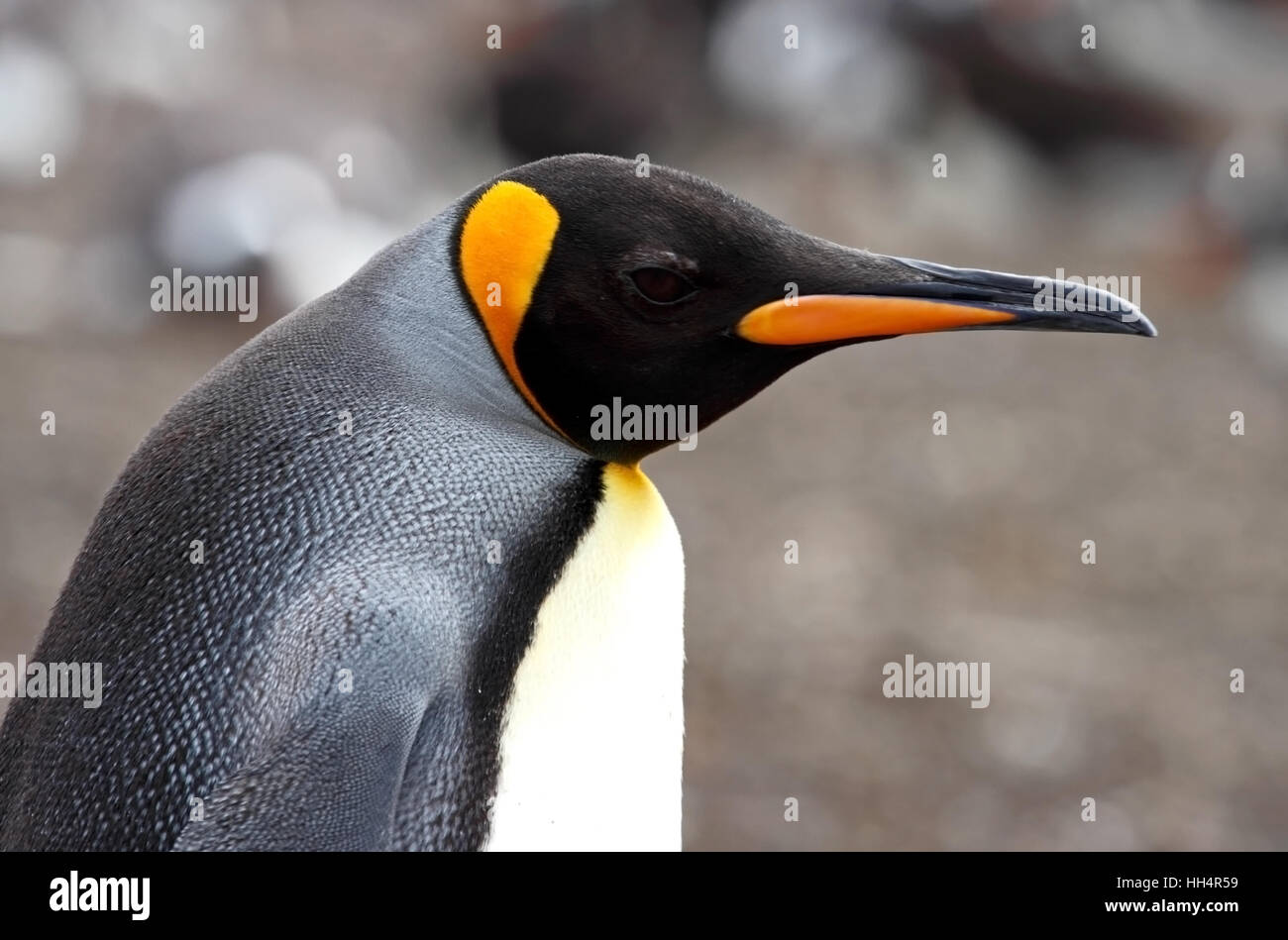 King Penguin Head #2 Stock Photo - Alamy