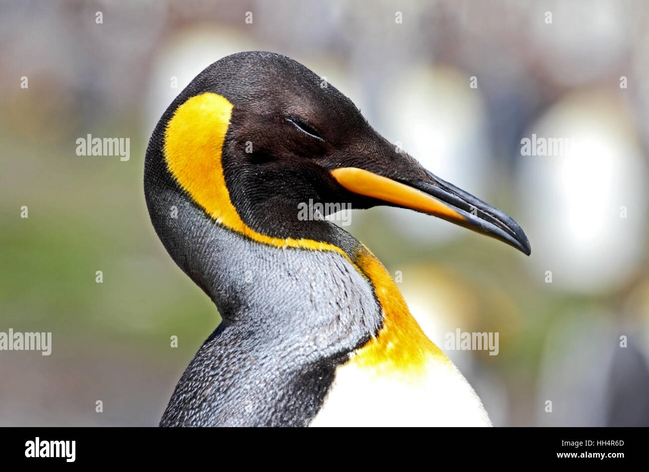 KIng Penguin Head Stock Photo - Alamy