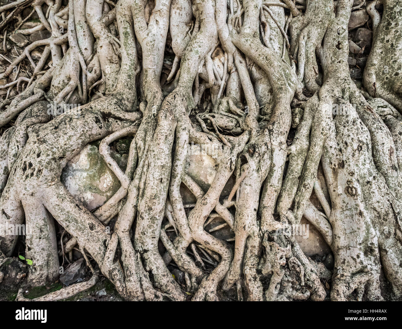 Ethiopian tree hi-res stock photography and images - Alamy