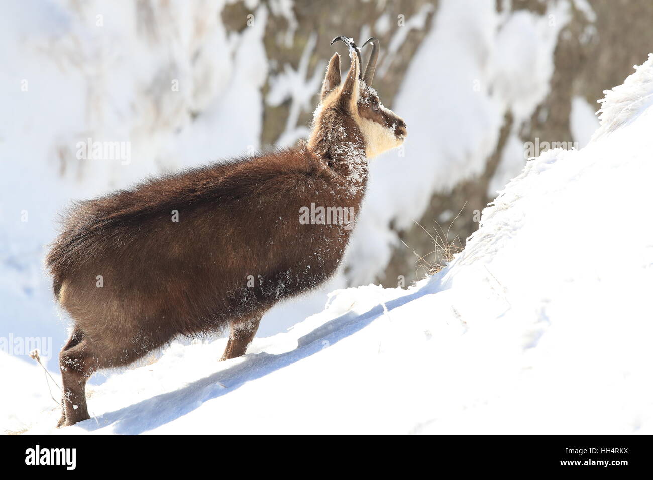 Chamois (Rupicapra rupicapra) in the winter Vosges Mountains, France ...