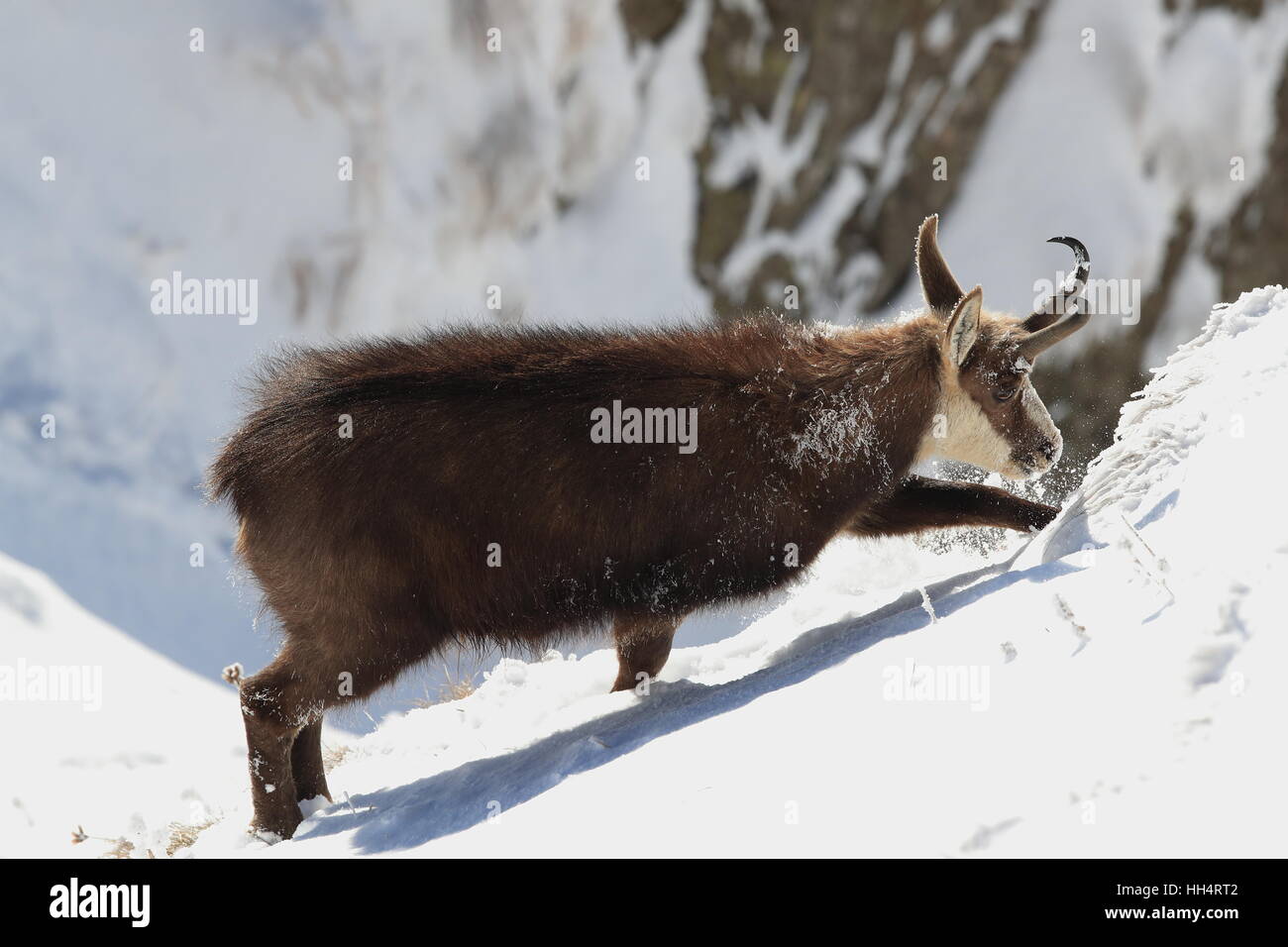 Chamois (Rupicapra rupicapra) in the winter Vosges Mountains, France ...