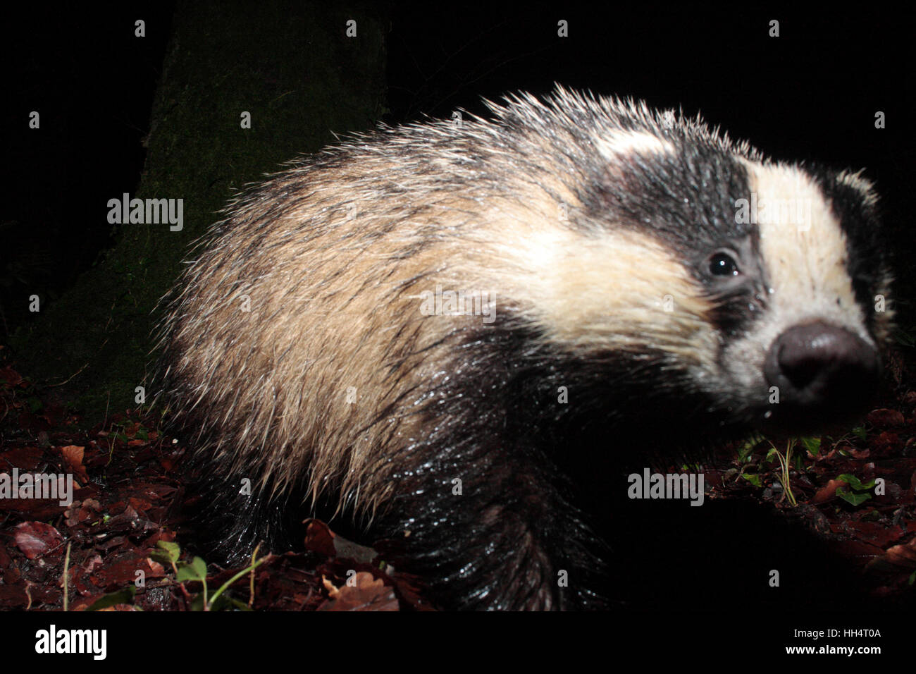 Badger night hi-res stock photography and images - Alamy