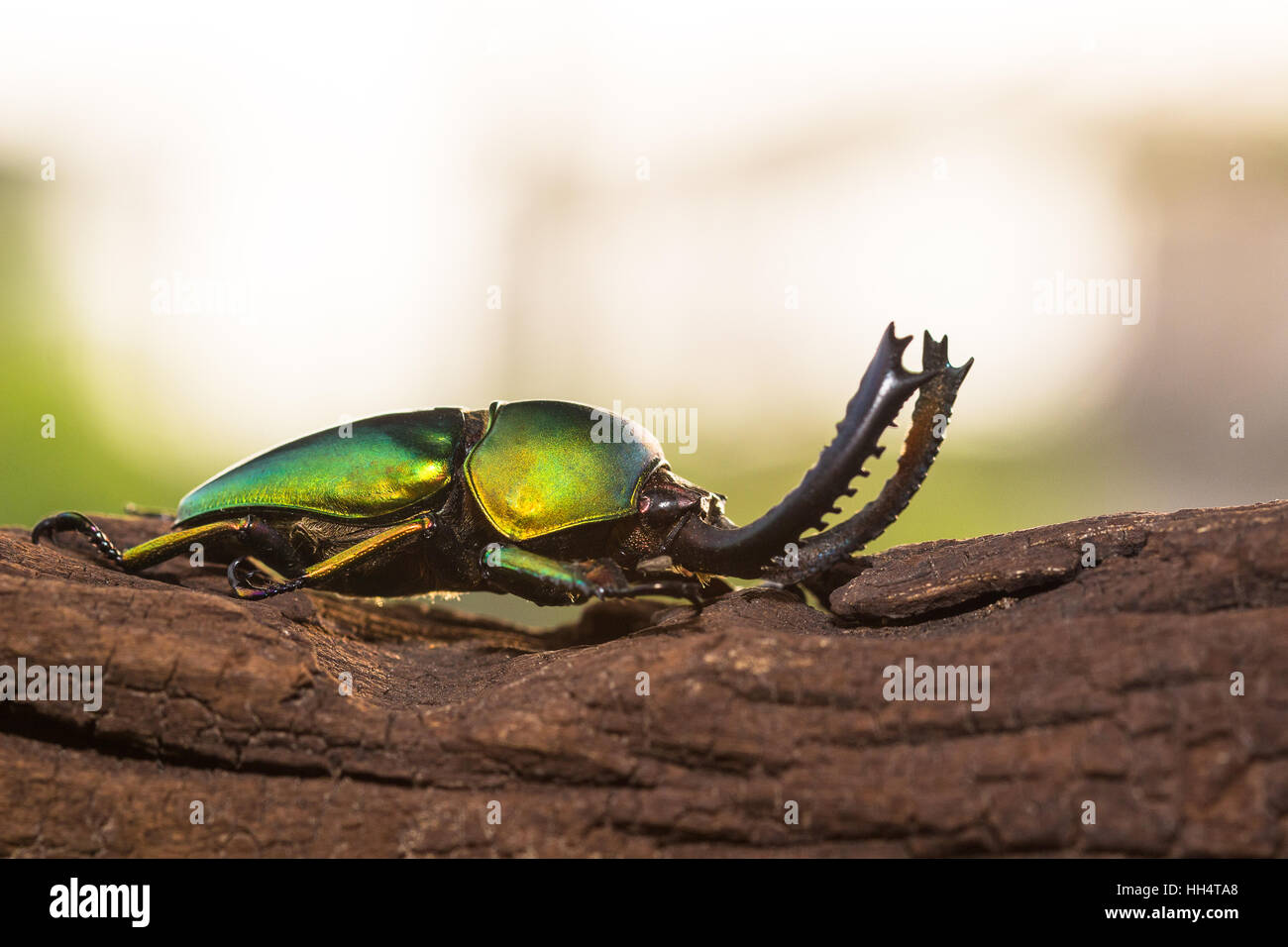 Green Stag Beetle (Lamprima adolphinae) on stump wood Stock Photo - Alamy