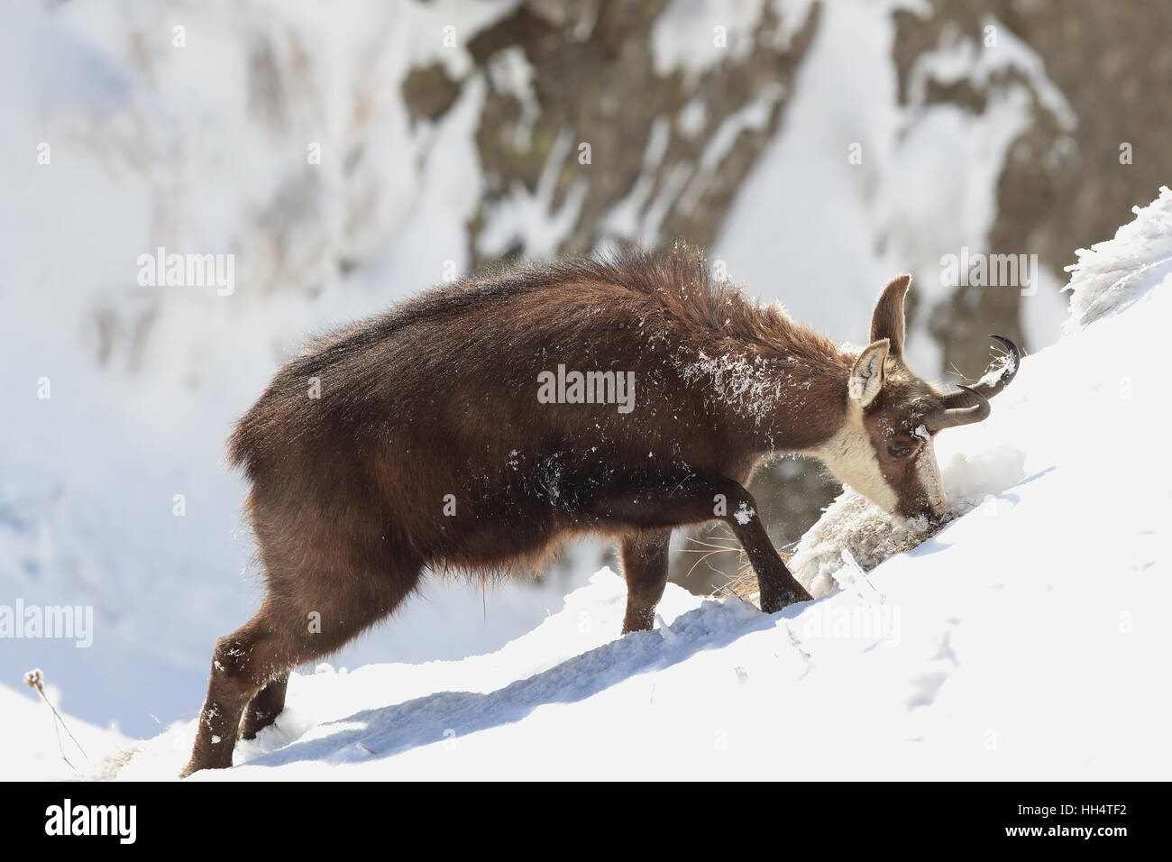 Chamois (Rupicapra rupicapra) in the winter Vosges Mountains, France ...