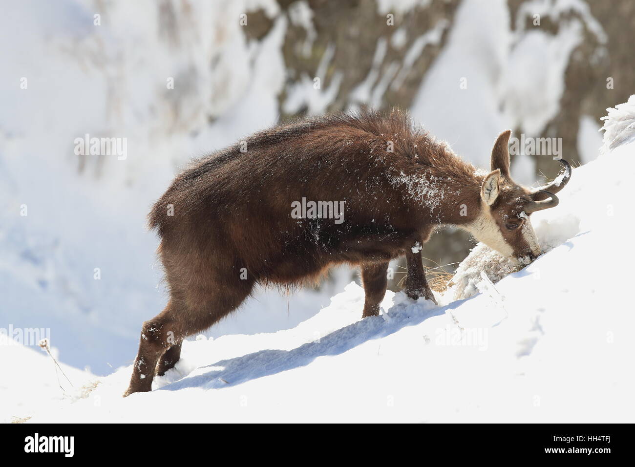Chamois (Rupicapra rupicapra) in the winter Vosges Mountains, France ...