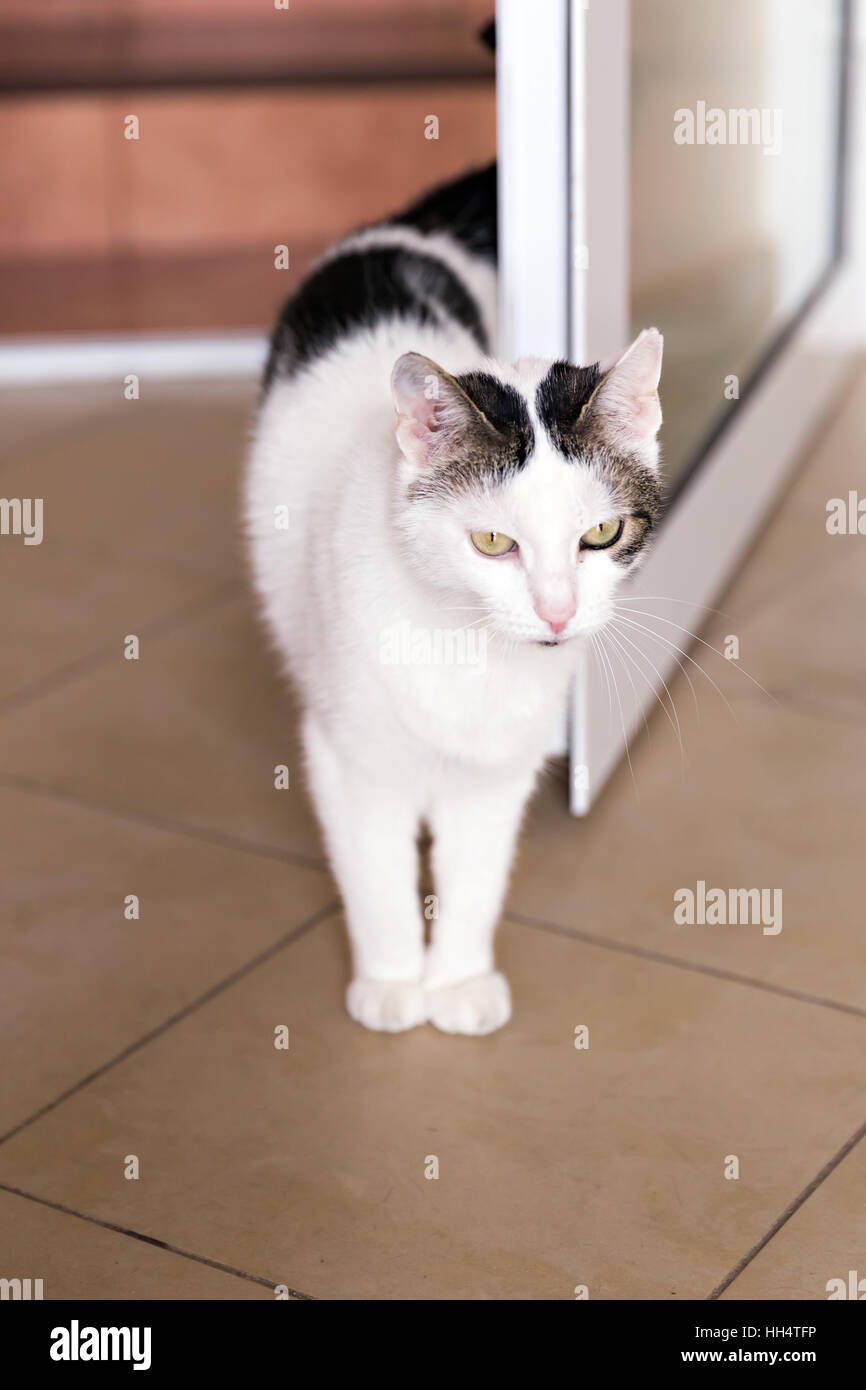 cute kitty standing near the door and looking Stock Photo - Alamy