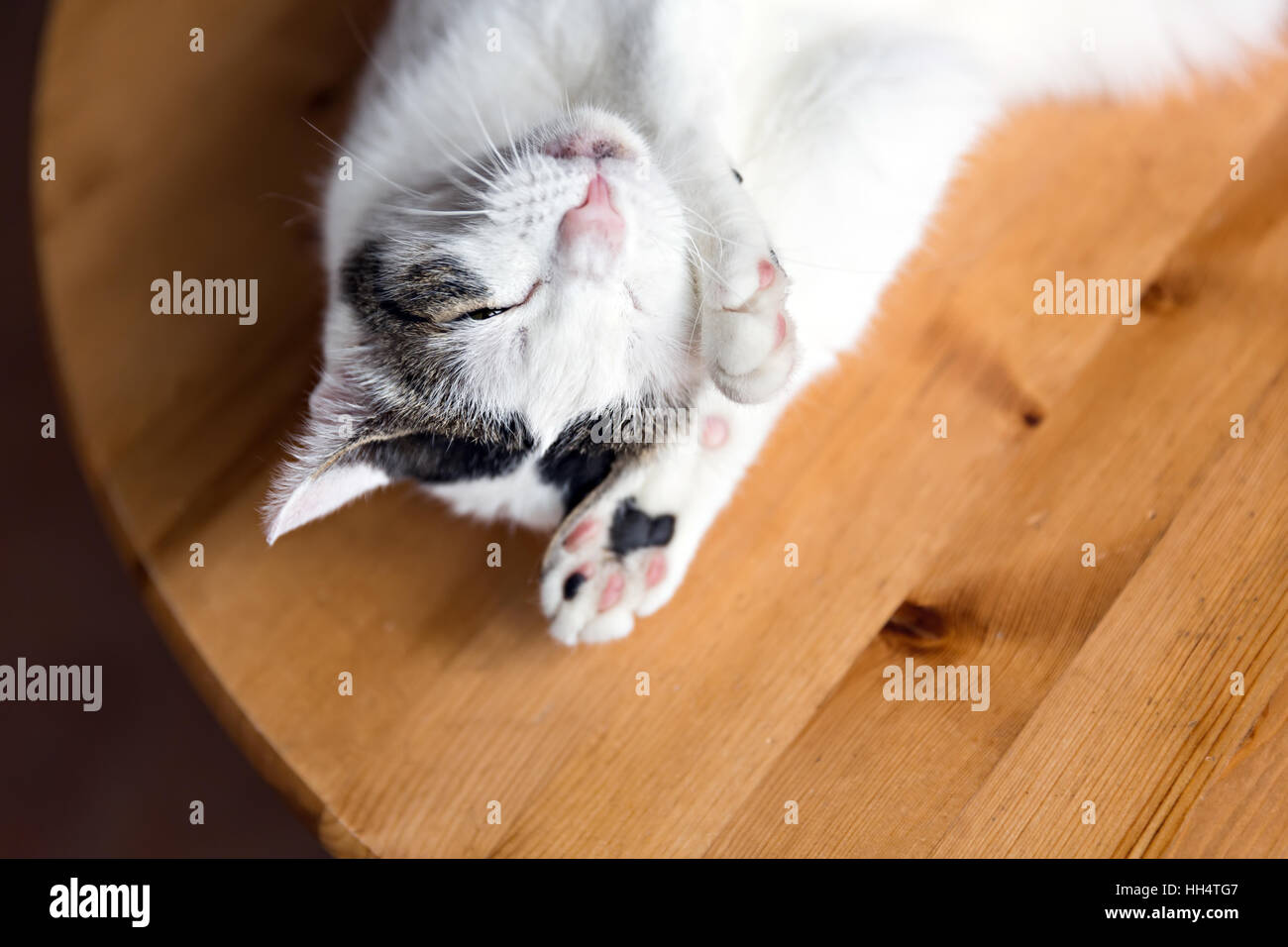 cute kitty dragging out on the table Stock Photo - Alamy