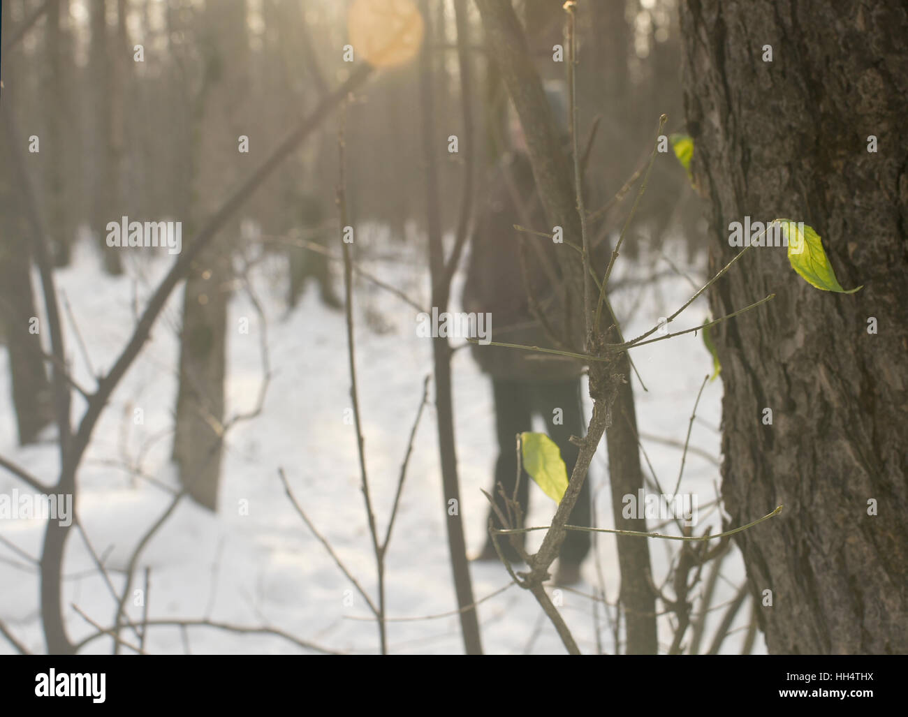 Man walks in a snowy forest alone Stock Photo - Alamy
