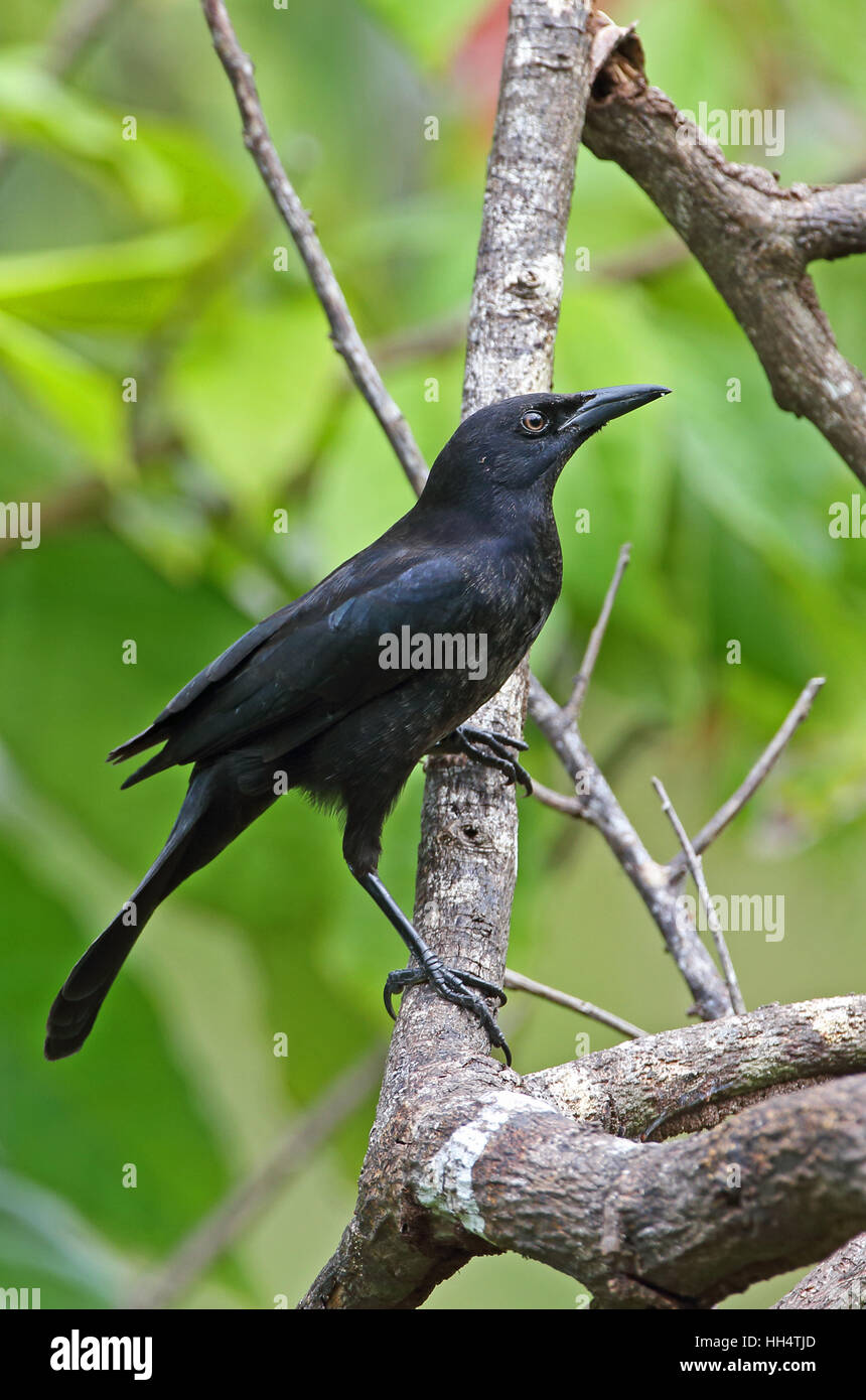 Grackles hi-res stock photography and images - Alamy
