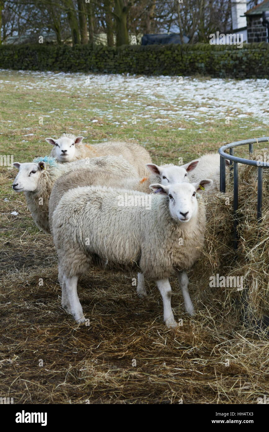 Sheep feeding silage hi-res stock photography and images - Alamy