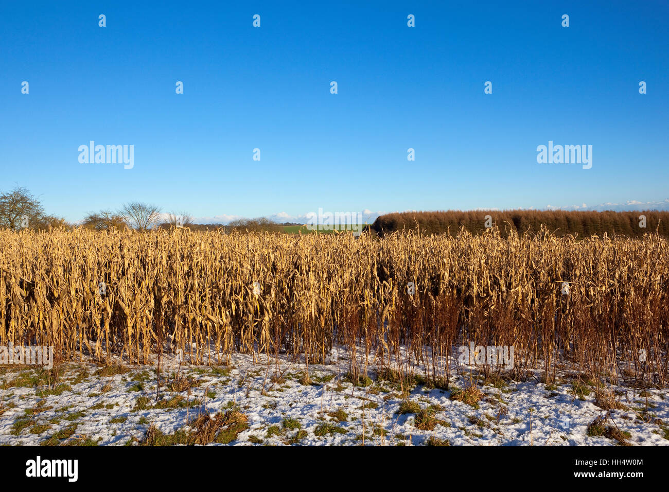 Golden dry maize plants with fallen snow and grass in a Yorkshire ...