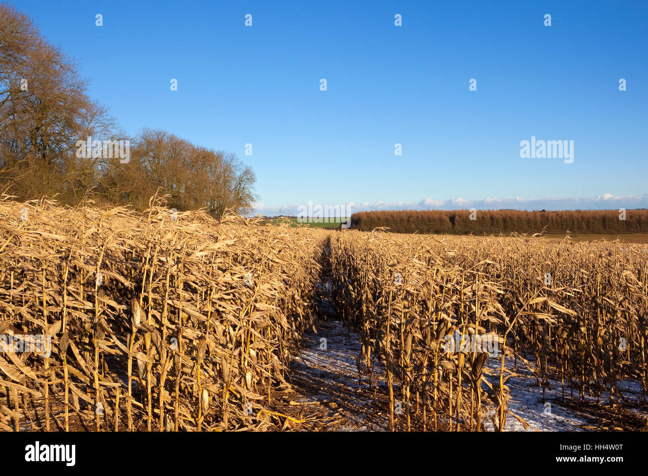 Dry golden maize plants grown for game cover and woodlands in a ...