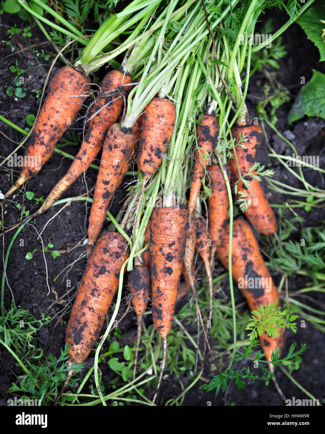 Fresh carrots vegetable hi-res stock photography and images - Alamy
