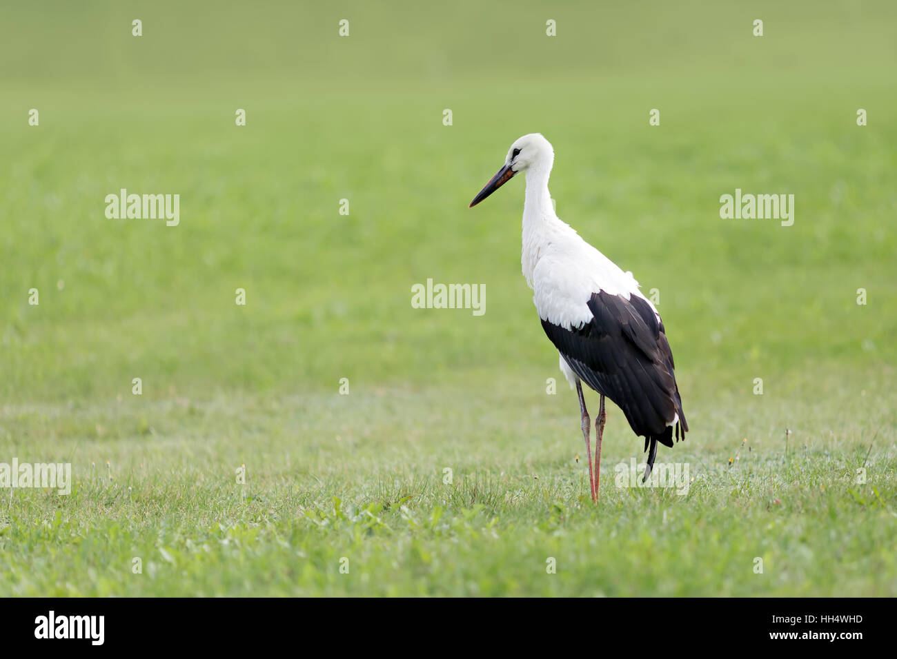 portrait of a stork in its natural habitat Stock Photo - Alamy