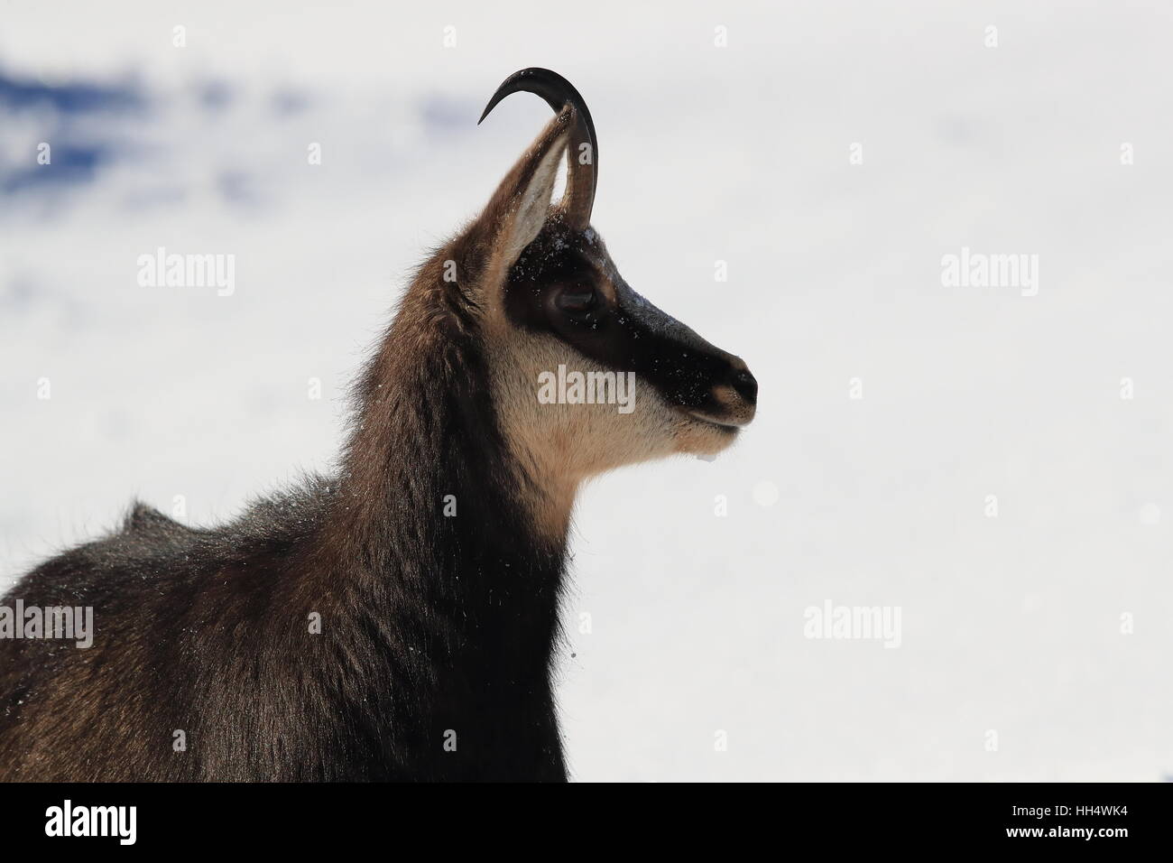 Chamois (Rupicapra rupicapra) in the winter Vosges Mountains, France ...