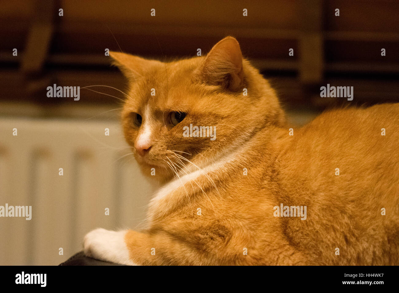 Ginger cat looking annoyed Stock Photo - Alamy