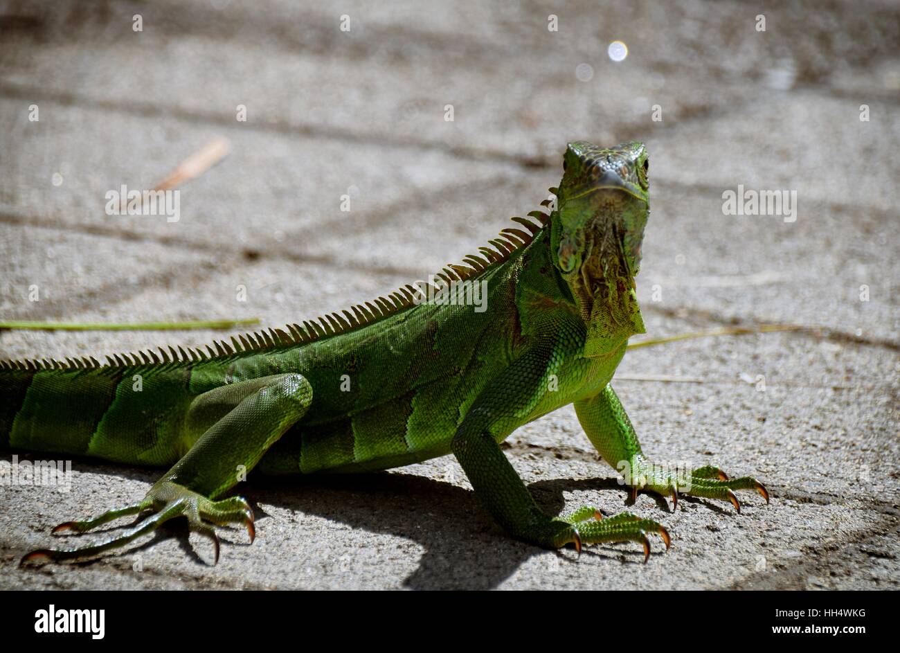 Green iguana basking in shady sunshine Stock Photo - Alamy