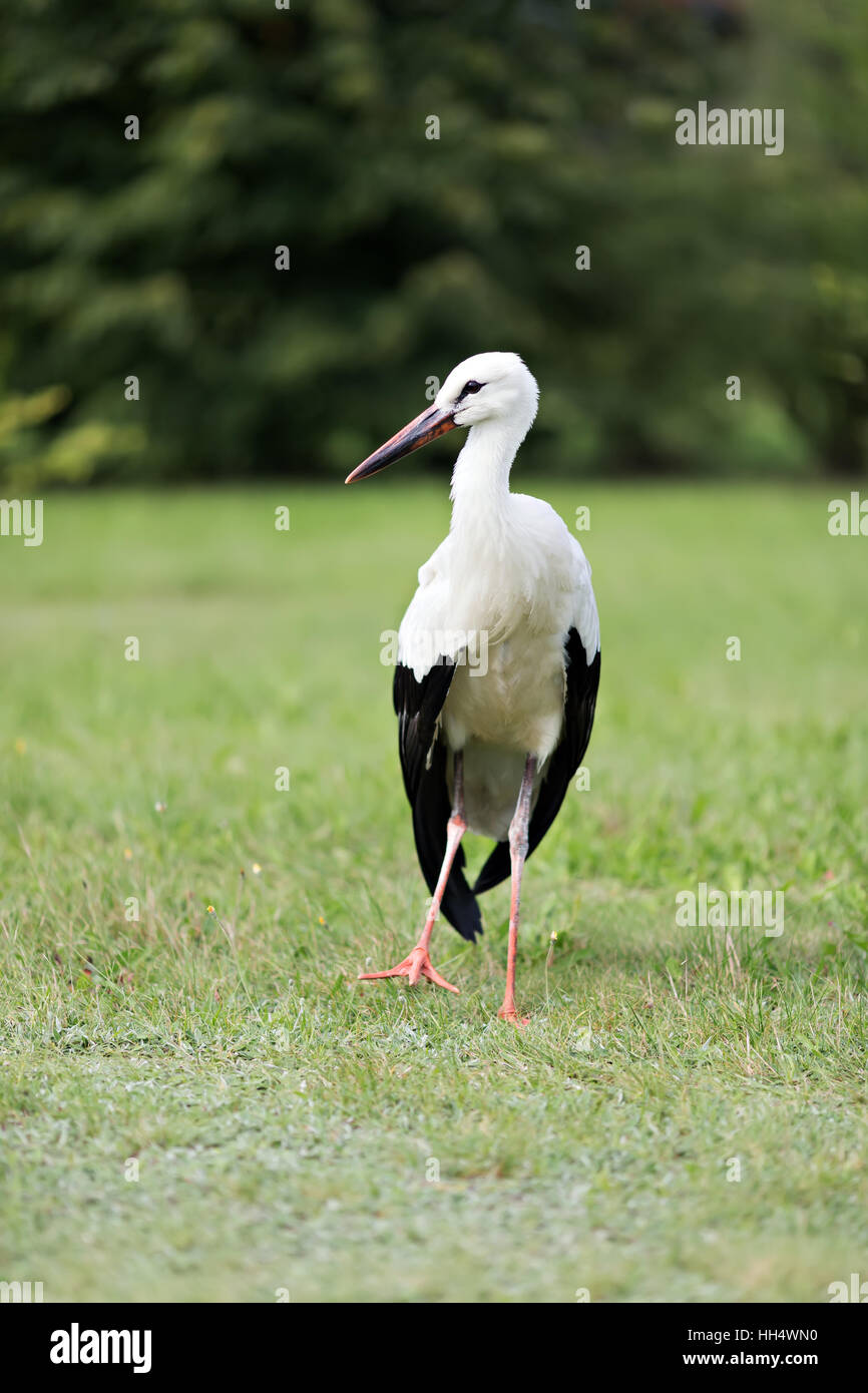 single stork walking in the grass Stock Photo - Alamy