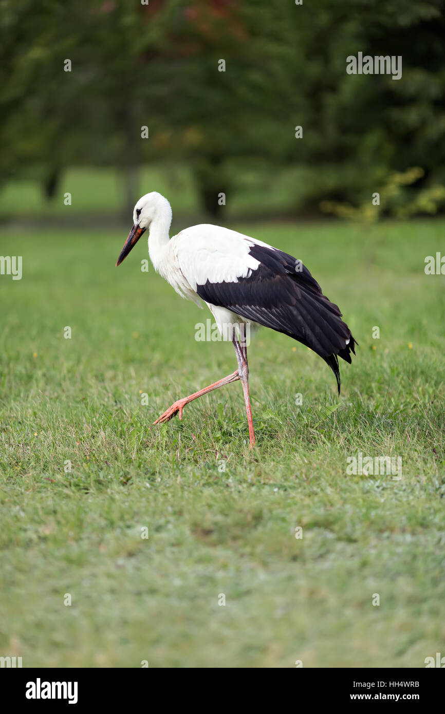 single stork walking in the grass Stock Photo - Alamy