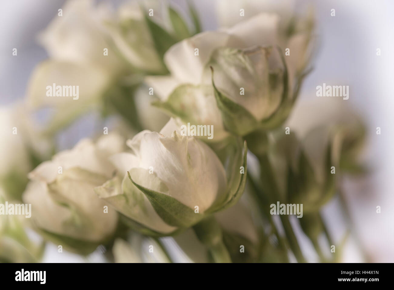 A bouquet of fresh white roses on neutral background Stock Photo - Alamy