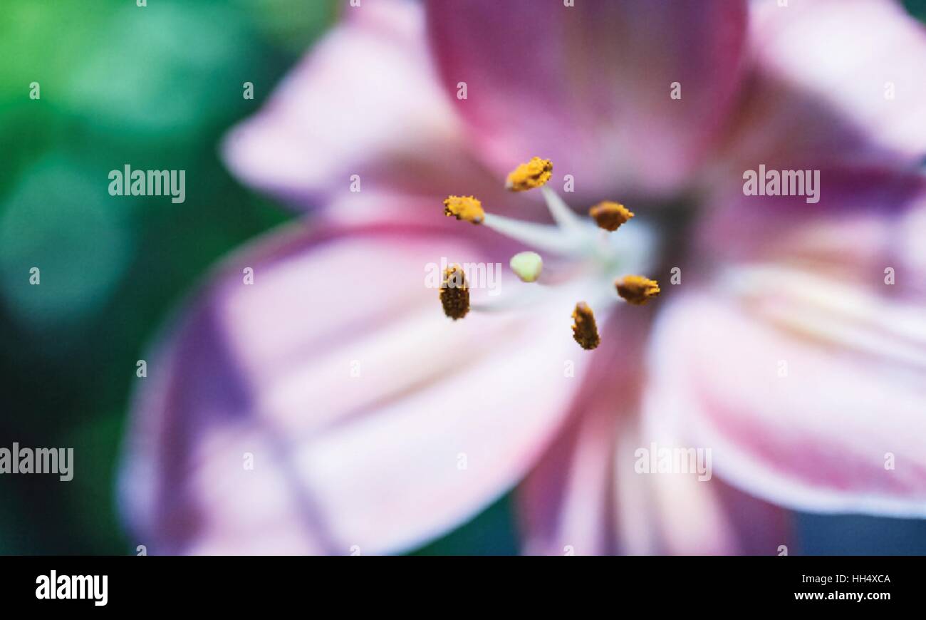 Vector background. Lily flower. Soft focus Stock Vector Image & Art - Alamy