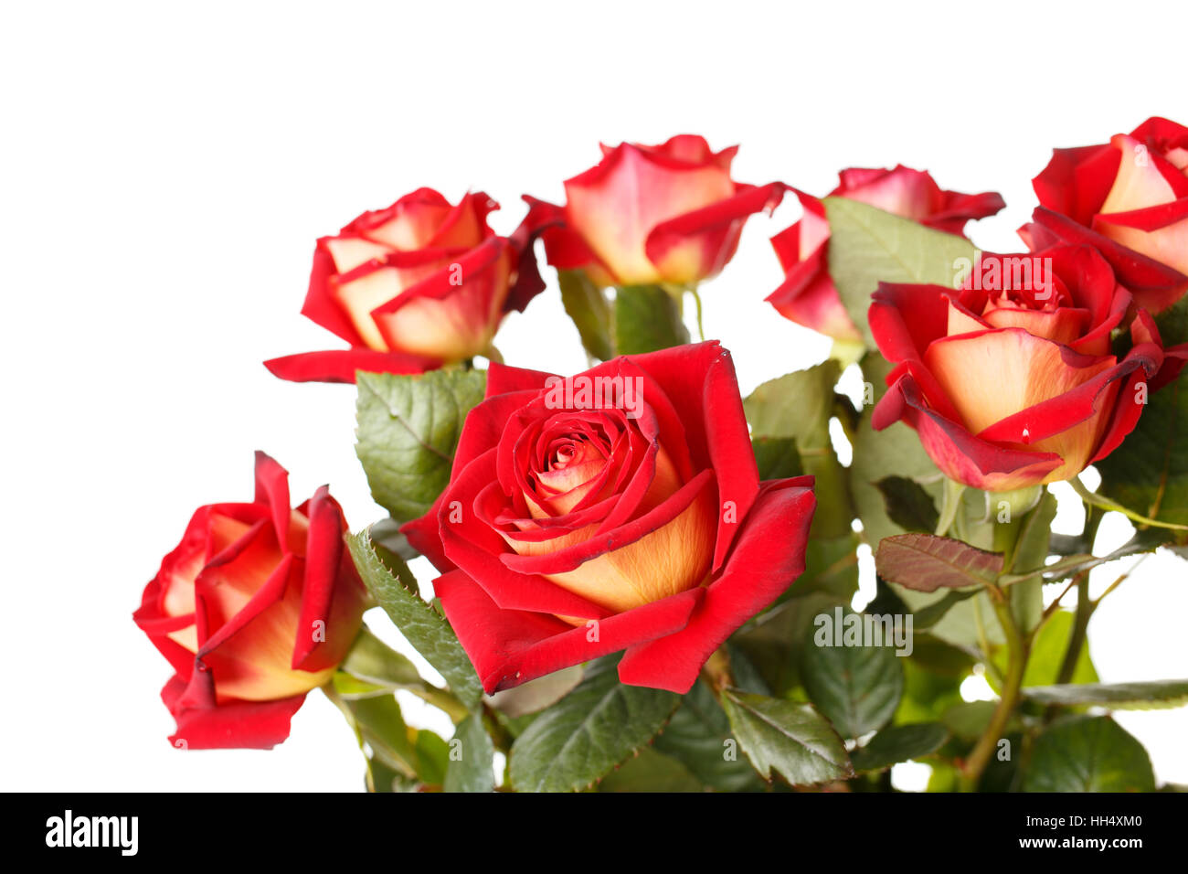Bunch of red roses on white background Stock Photo - Alamy