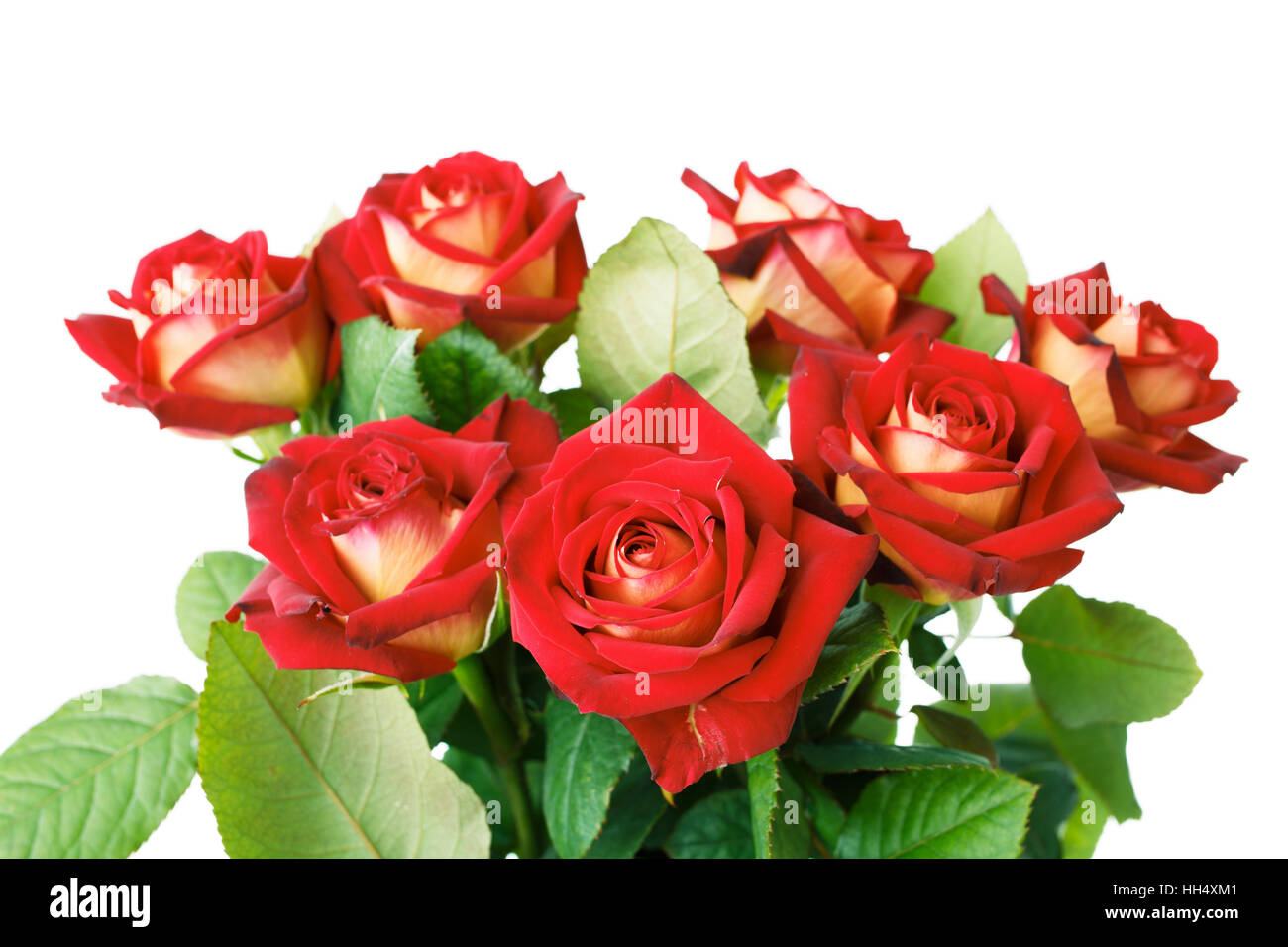 Bunch of red roses on white background Stock Photo - Alamy