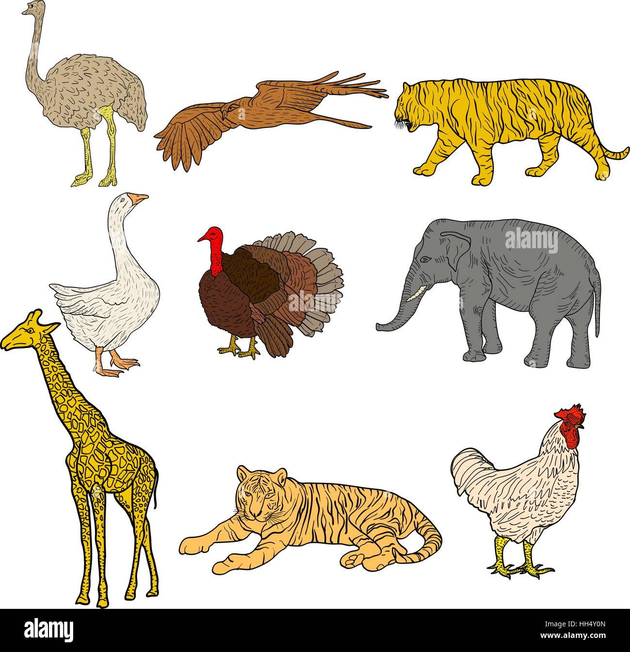 Sketch elephant, tiger, eagle, rooster, giraffe, ostrich, turkey, goose ...