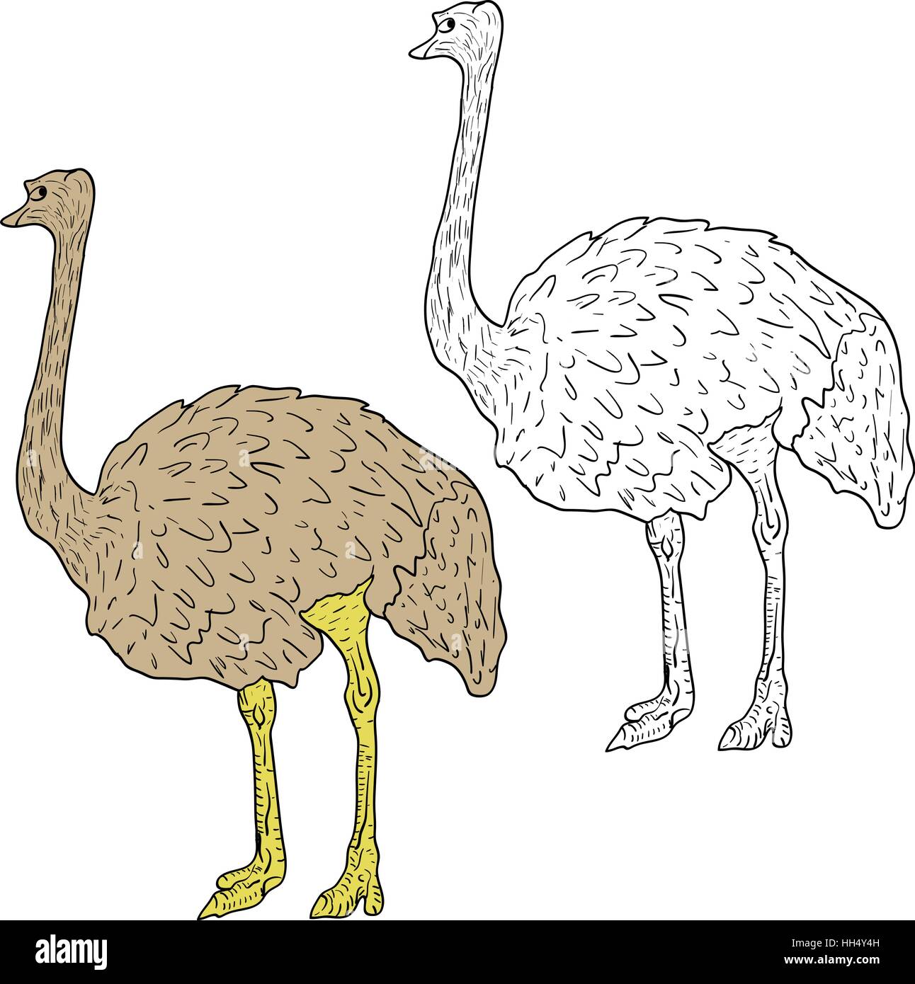 Sketch big ostrich standing on a white background. Vector illustration ...
