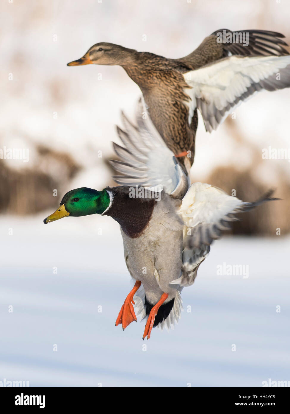 Flying mallard ducks on hi-res stock photography and images - Alamy