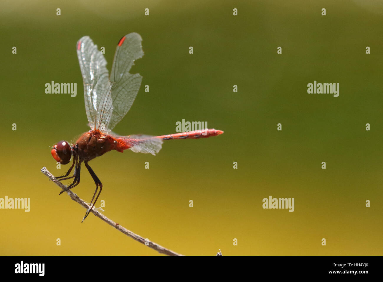 Scarlet percher dragonfly in flight Stock Photo - Alamy