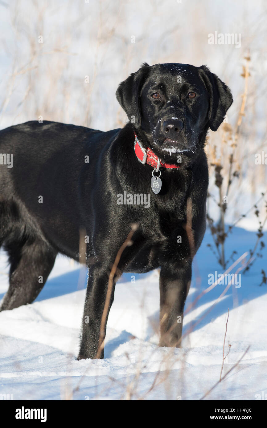 Black Labrador Retriever in the snow Stock Photo - Alamy