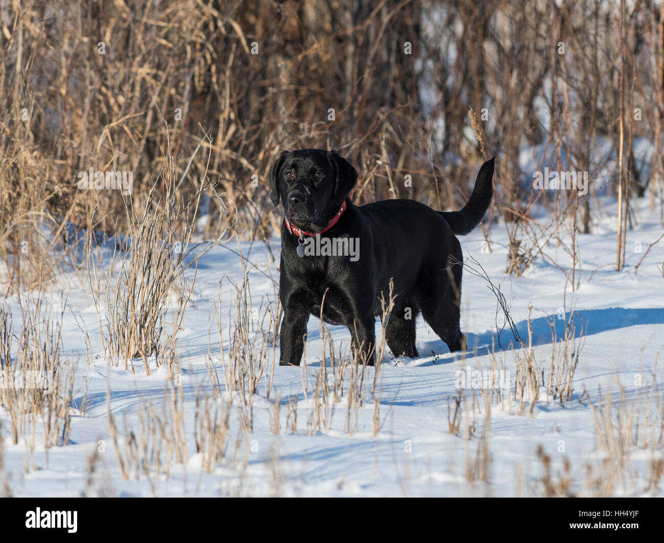 Black Labrador Retriever in the snow Stock Photo - Alamy