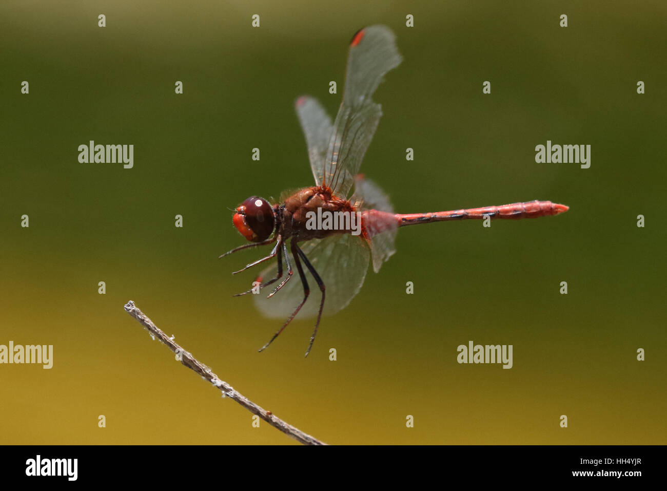 Scarlet percher dragonfly in flight Stock Photo - Alamy