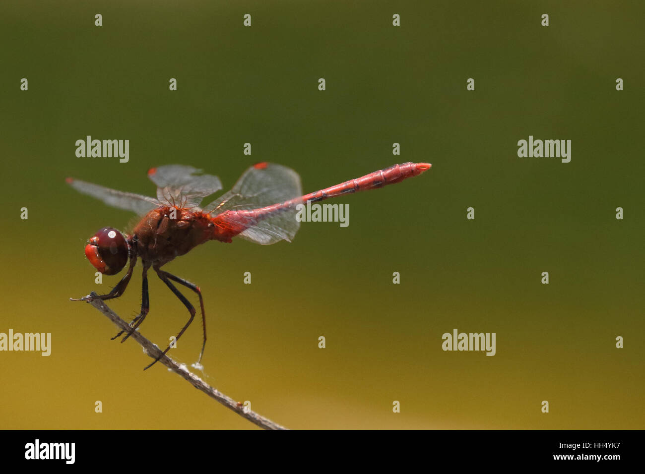 Scarlet percher dragonfly hi-res stock photography and images - Alamy