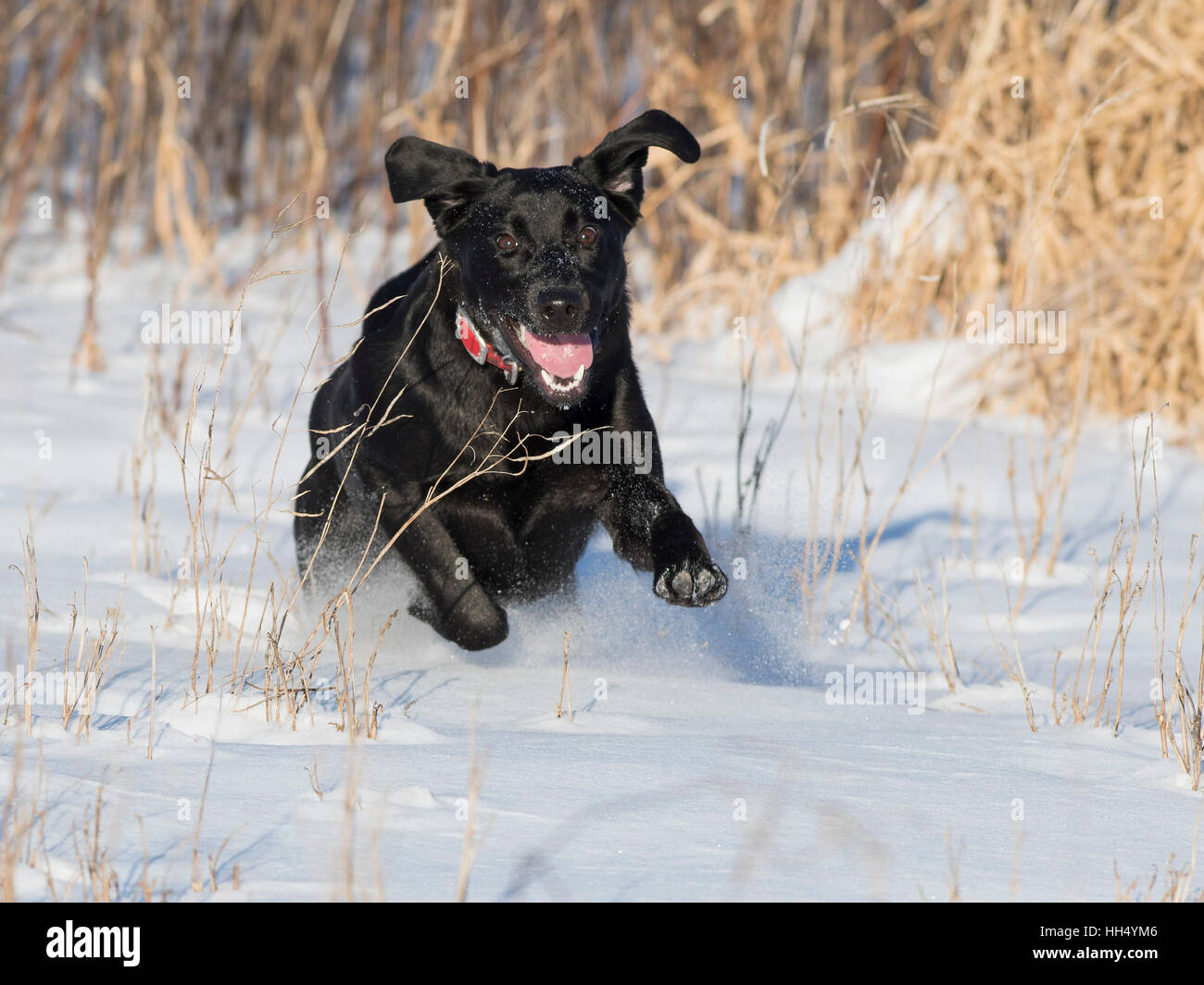 Black lab running through hi-res stock photography and images - Alamy