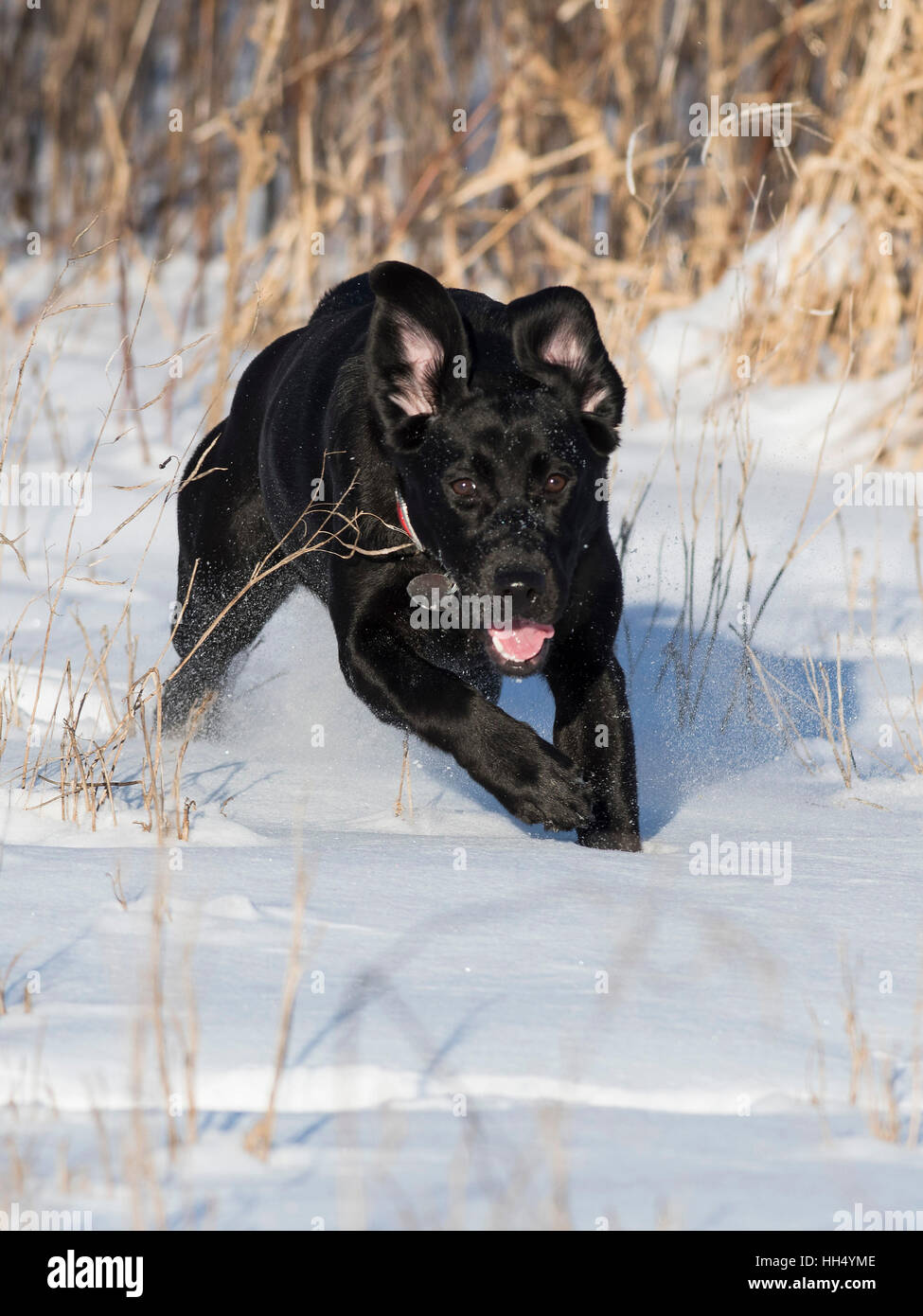 A Black Labrador Retriever running through the fresh snow Stock Photo ...