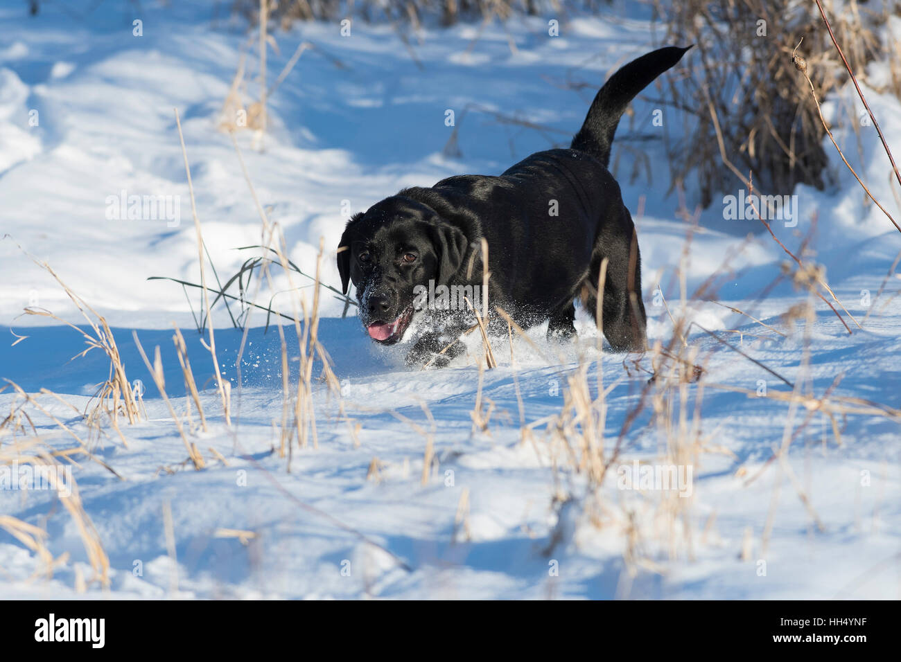 A Black Labrador Retriever running through the fresh snow Stock Photo ...