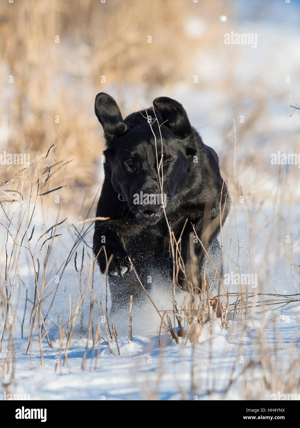Black labrador retriever running hi-res stock photography and images ...