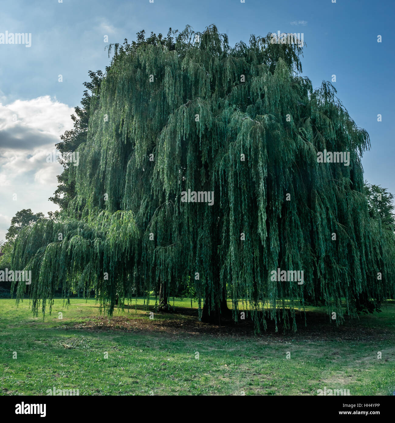 Large sized deciduous tree hi-res stock photography and images - Alamy