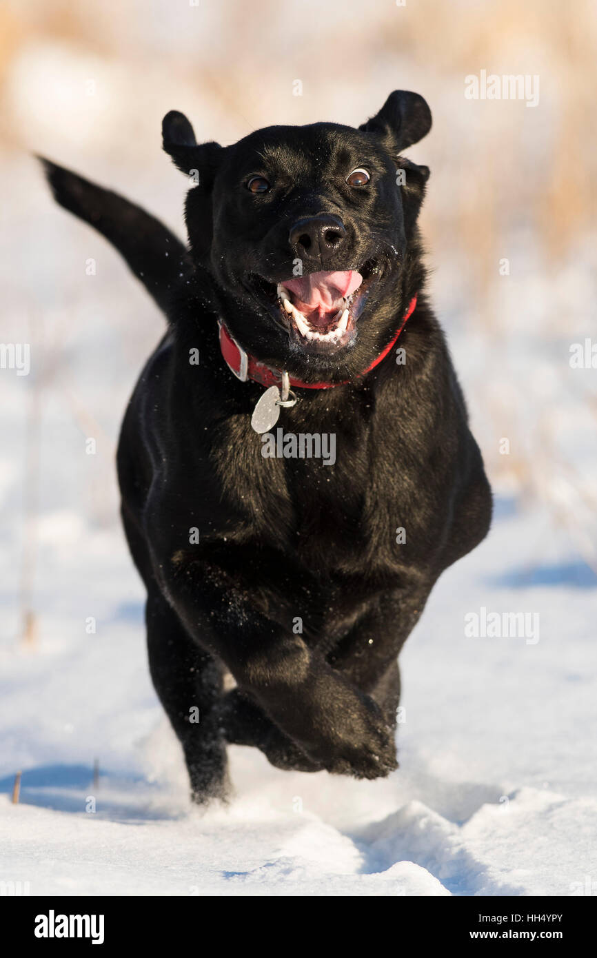 A Black Labrador Retriever running through the fresh snow Stock Photo ...