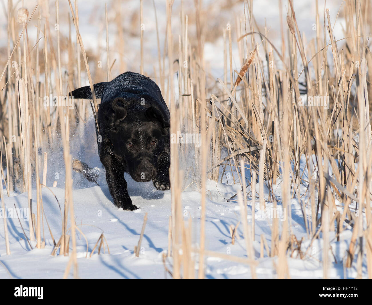 Black labrador retriever running hi-res stock photography and images ...