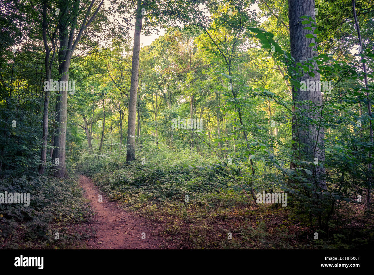 The Commons Wood, Welwyn Garden City, Herts, United Kingdom Stock Photo ...