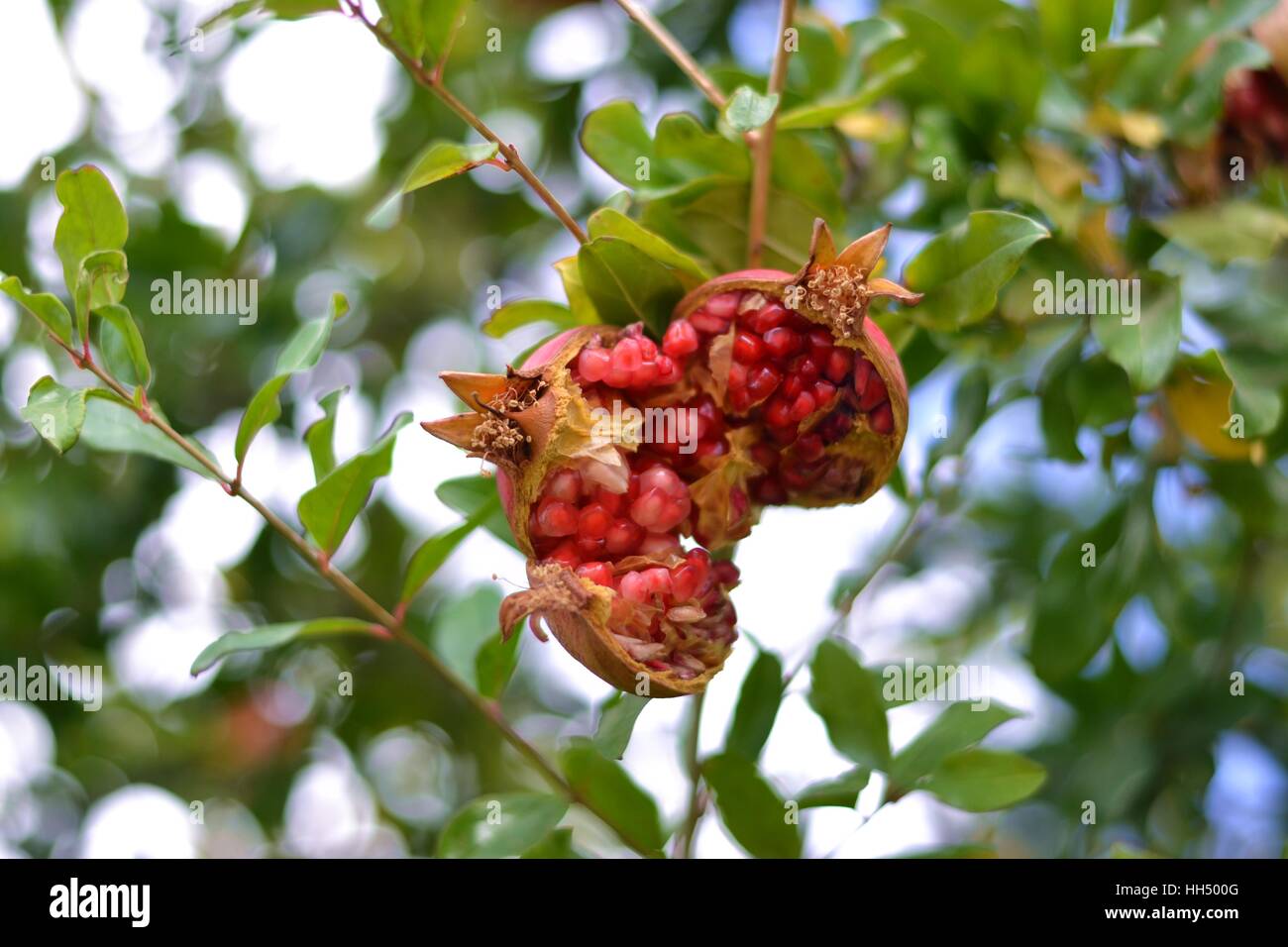 Pomegranate shell hi-res stock photography and images - Alamy