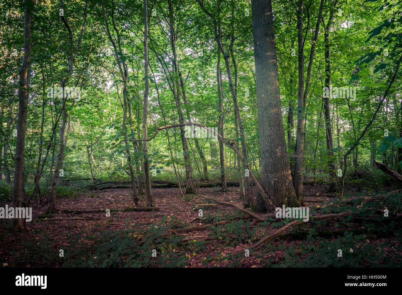 The Commons Wood, Welwyn Garden City, Herts, United Kingdom Stock Photo ...