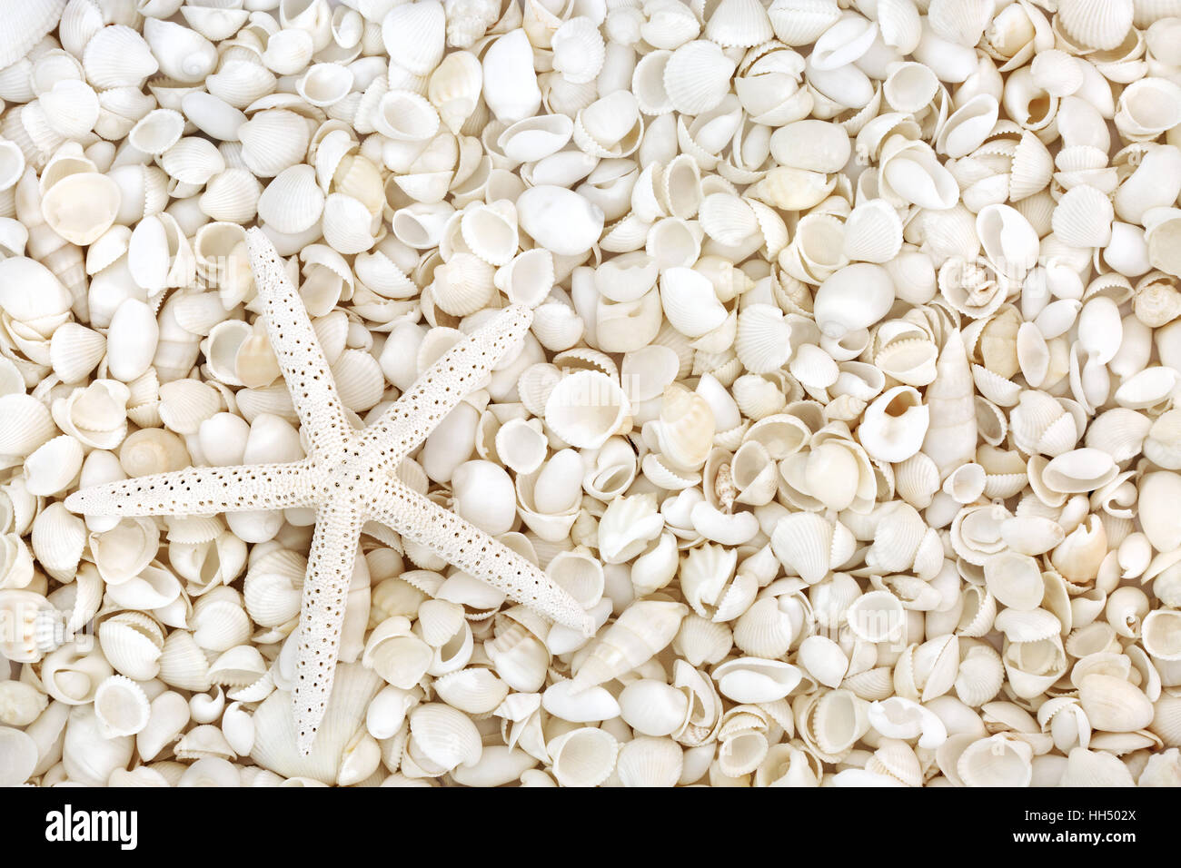Starfish and seashell background with a variety of white shells forming ...